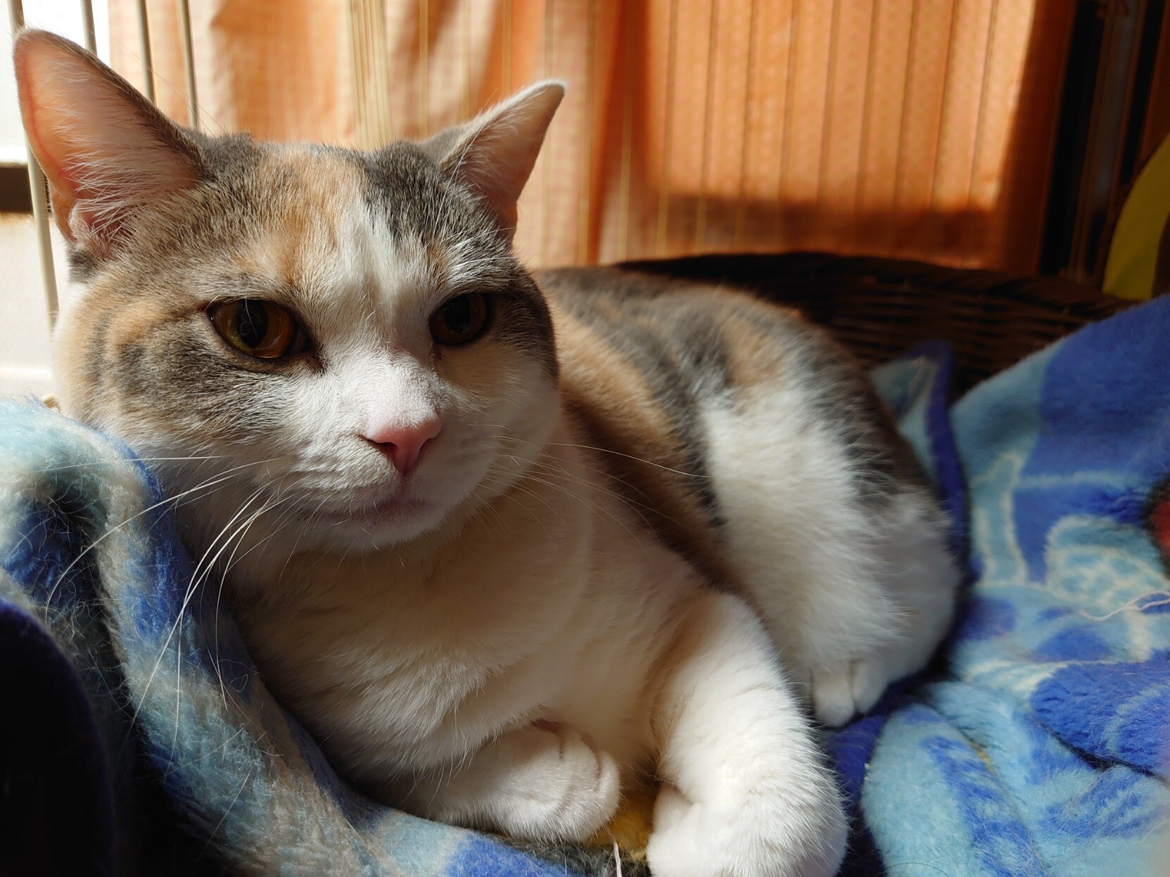 つむ (@youneeform626@fedibird.com) - Fedibird